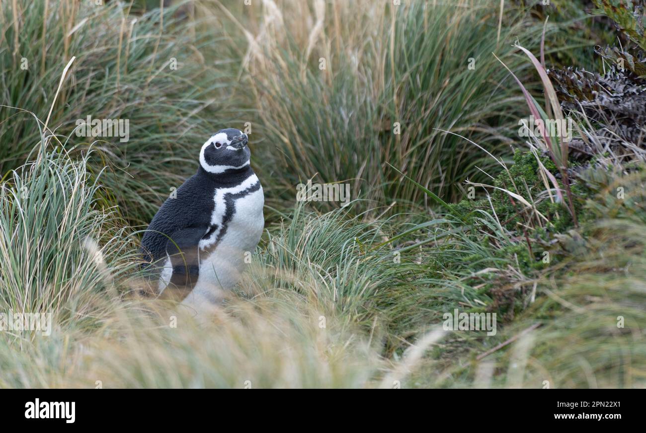wild, free Magellanic penguin (Spheniscus magellanicus) breeds in the ...