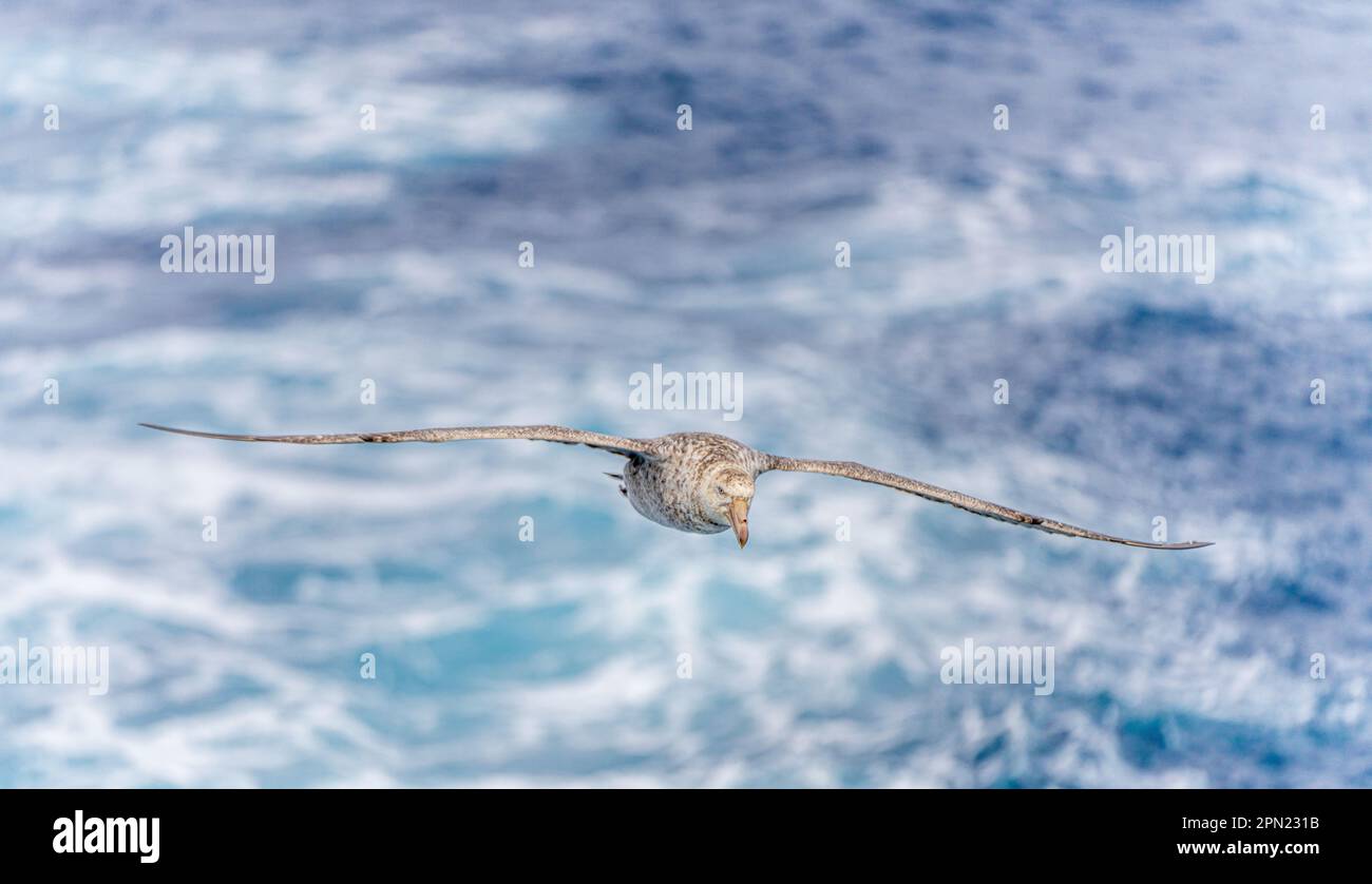 Close-up of a Giant Petrel (Macronectes giganteus) in flight over the ...