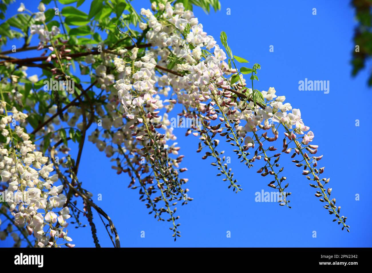 White wisteria in bud hi-res stock photography and images - Alamy
