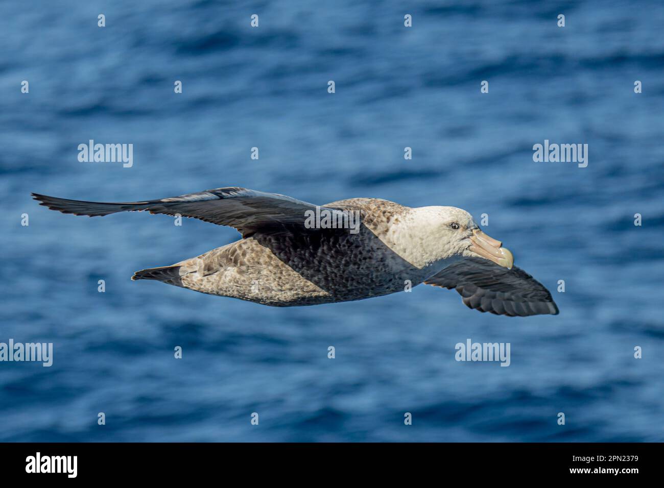 Close-up of a Giant Petrel (Macronectes giganteus) in flight over the ...