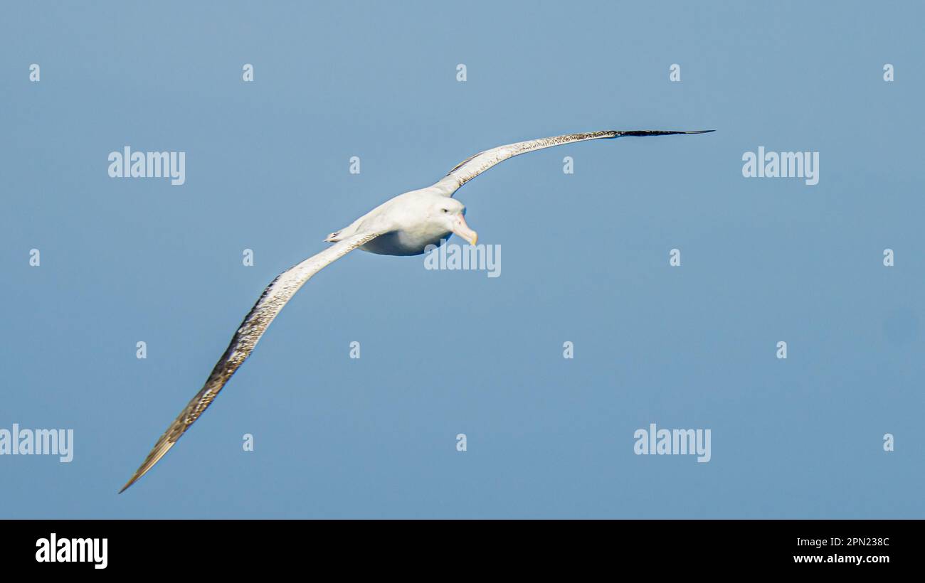 Wandering Albatross Wingspan Comparison
