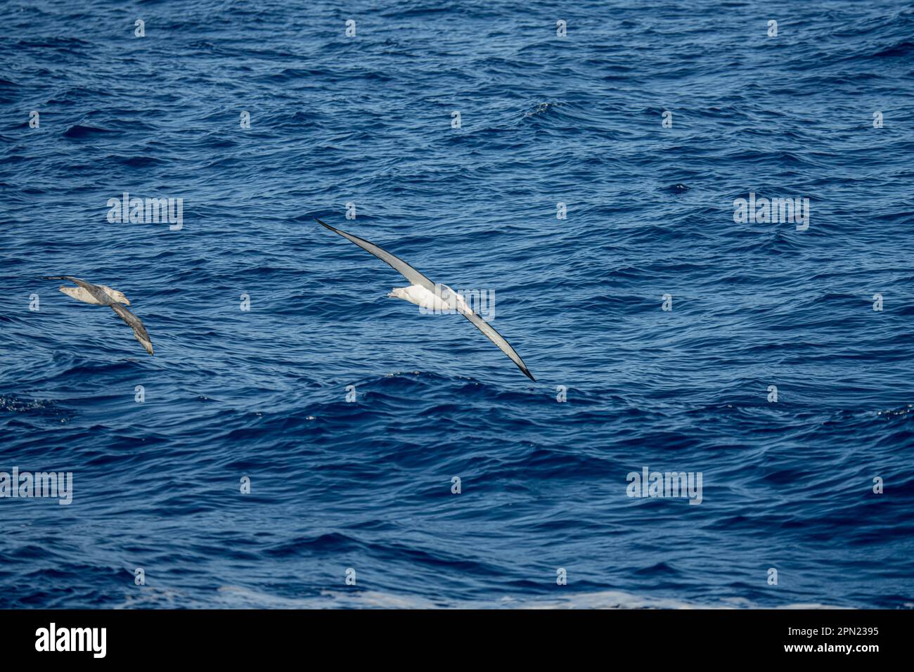 Wandering albatross (Diomedea exulans) - the bird with the largest ...