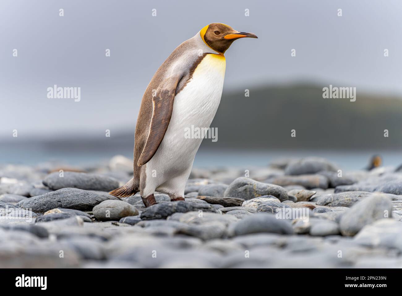 Rare sight: Light brown king penguins with melanism on South Georgia. A ...