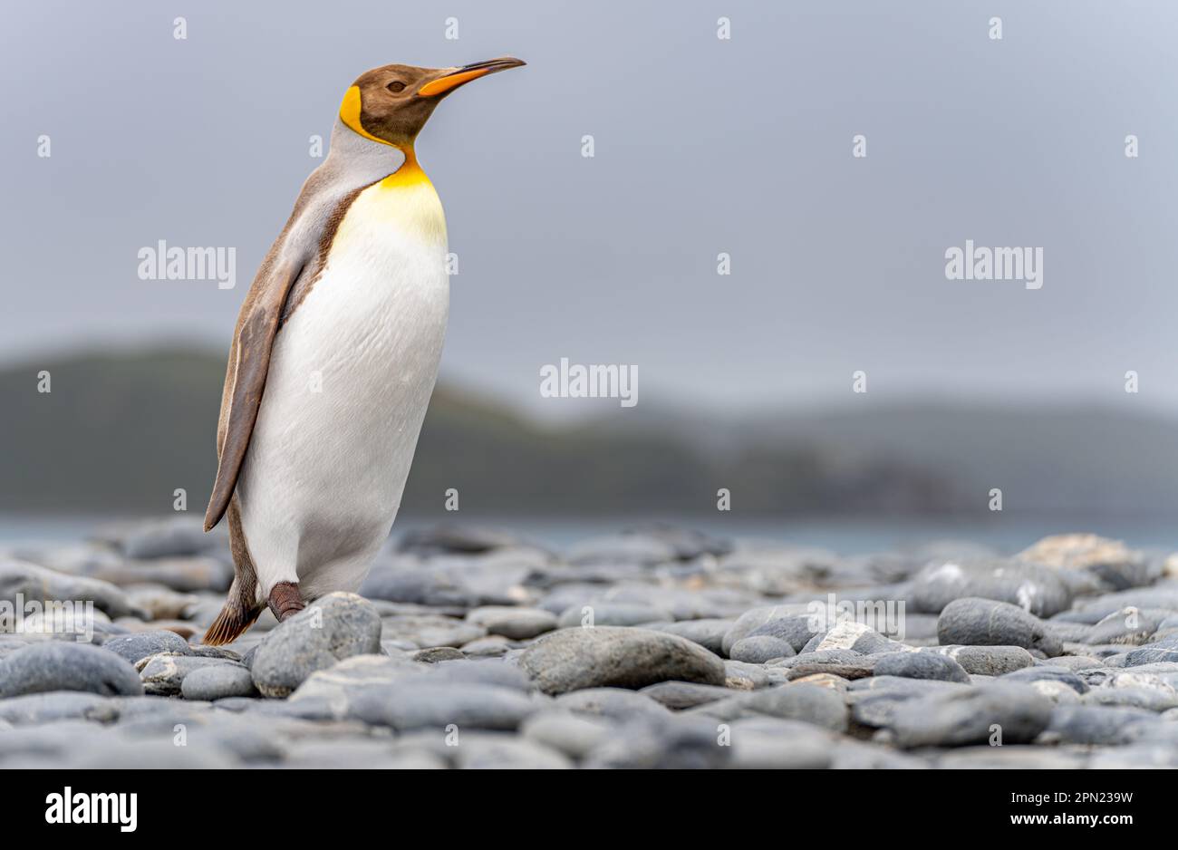 Rare sight: Light brown king penguins with melanism on South Georgia. A ...