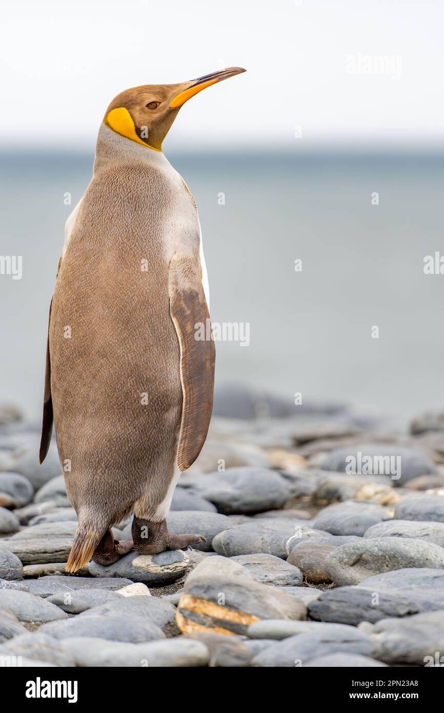 Rare sight: Light brown king penguins with melanism on South Georgia. A ...