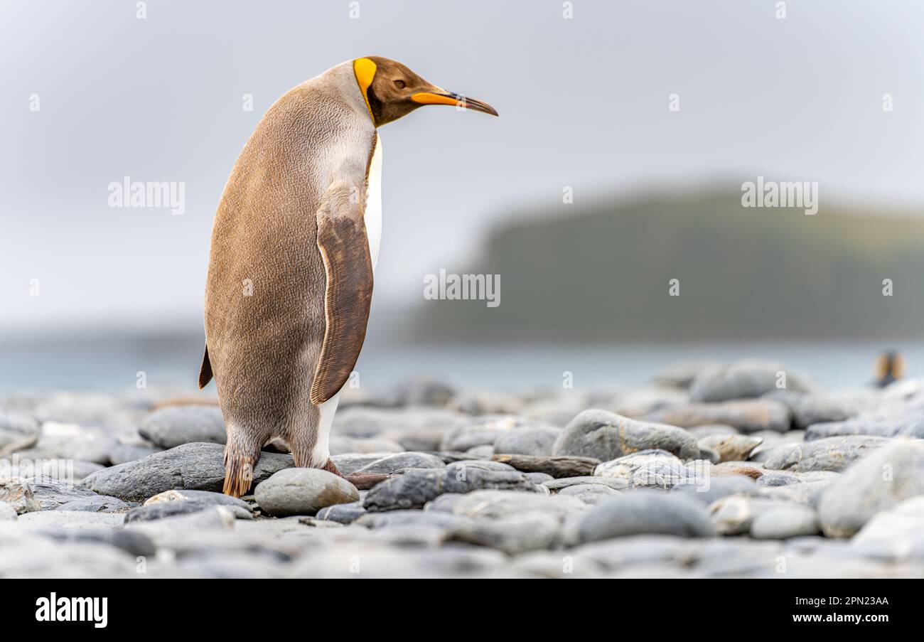 Rare sight: Light brown king penguins with melanism on South Georgia. A ...