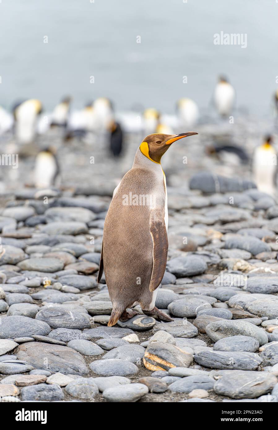 Rare sight: Light brown king penguins with melanism on South Georgia. A ...