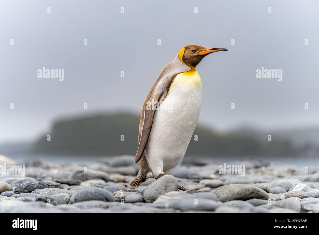 Rare sight: Light brown king penguins with melanism on South Georgia. A ...
