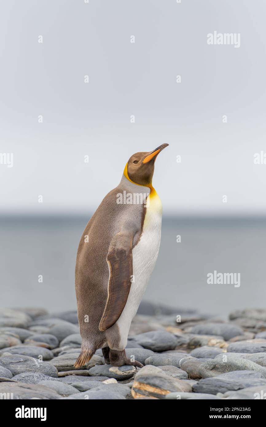 Rare sight: Light brown king penguins with melanism on South Georgia. A ...