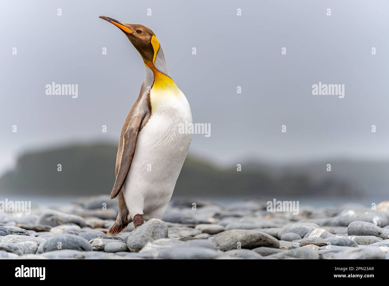 Rare sight: Light brown king penguins with melanism on South Georgia. A ...