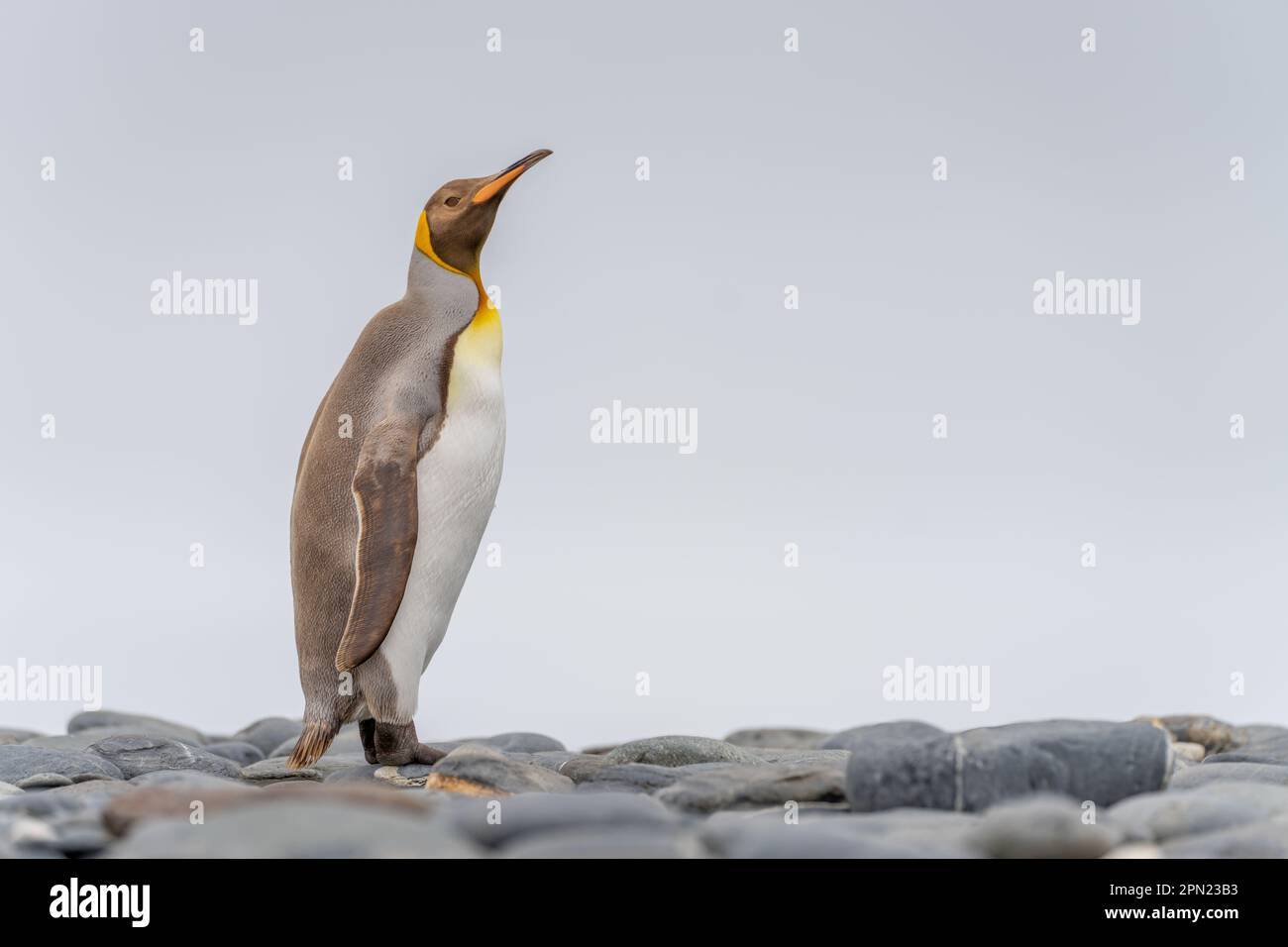 Rare sight: Light brown king penguins with melanism on South Georgia. A ...