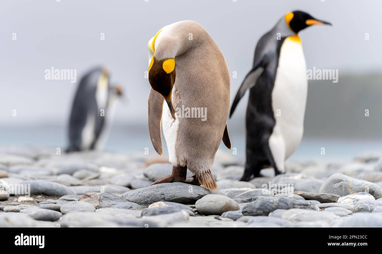 Rare sight: Light brown king penguins with melanism on South Georgia. A ...