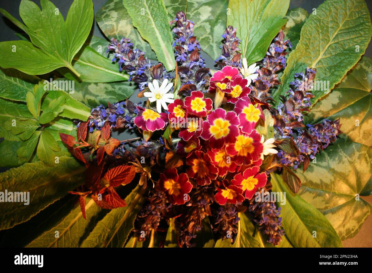 Miracle flower plant hi-res stock photography and images - Alamy