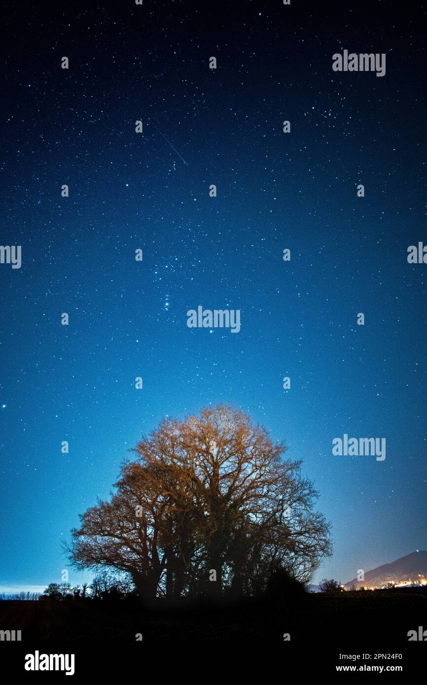 Tree and stars Stock Photo - Alamy