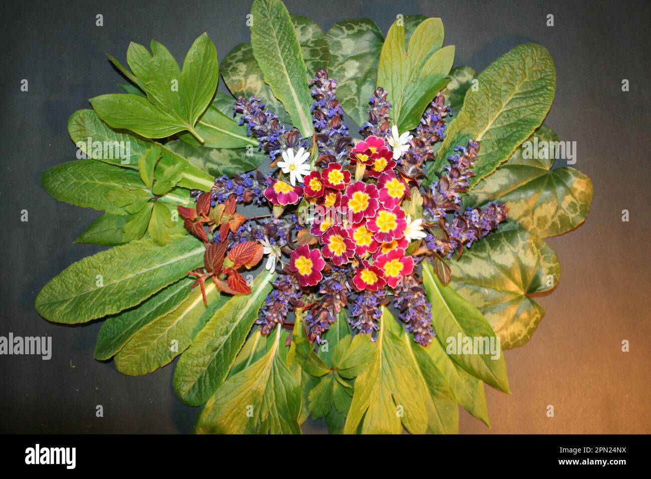 Miracle flower plant hi-res stock photography and images - Alamy