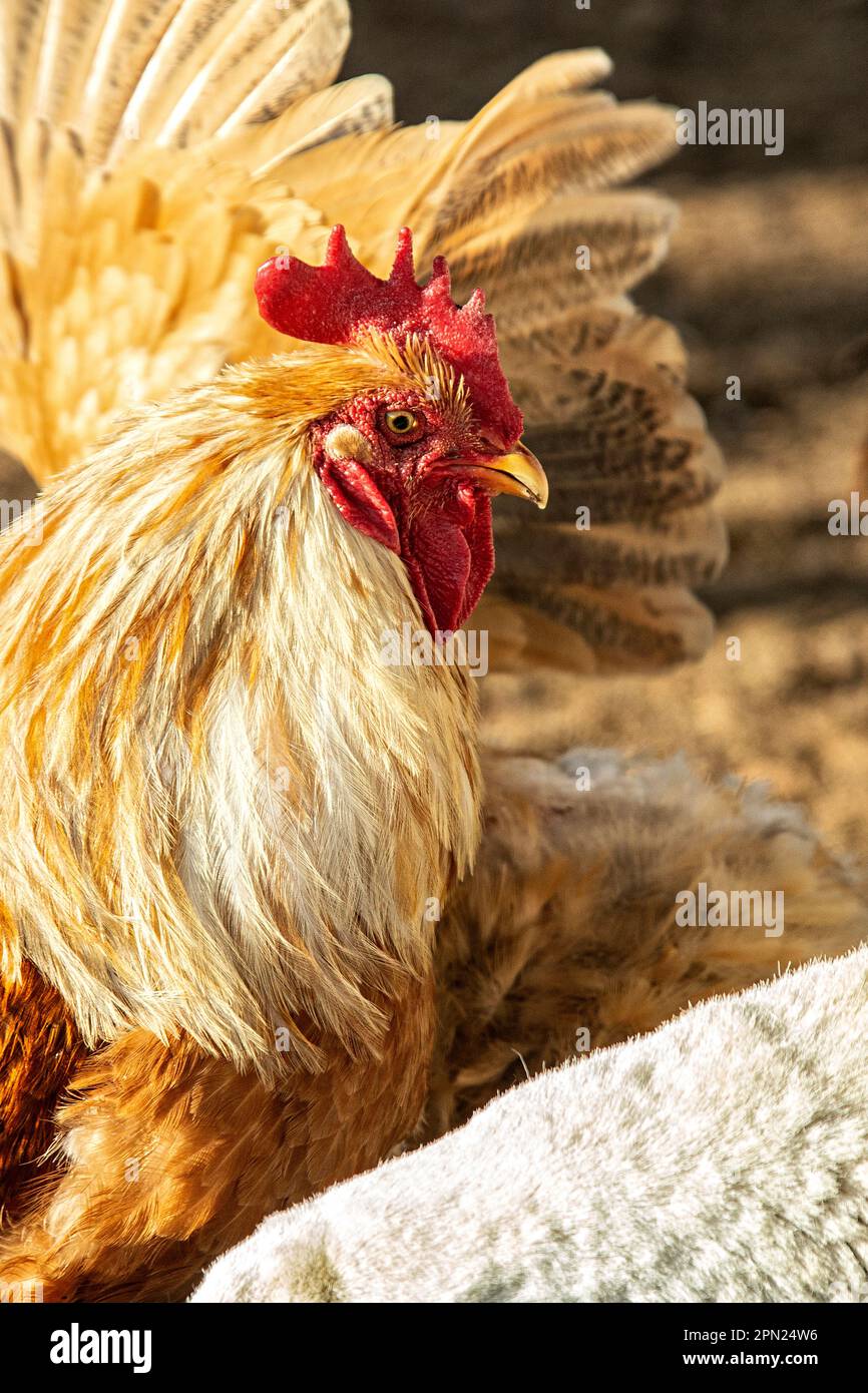 Head of a brown cockerel framed by a wing and sheep Stock Photo - Alamy