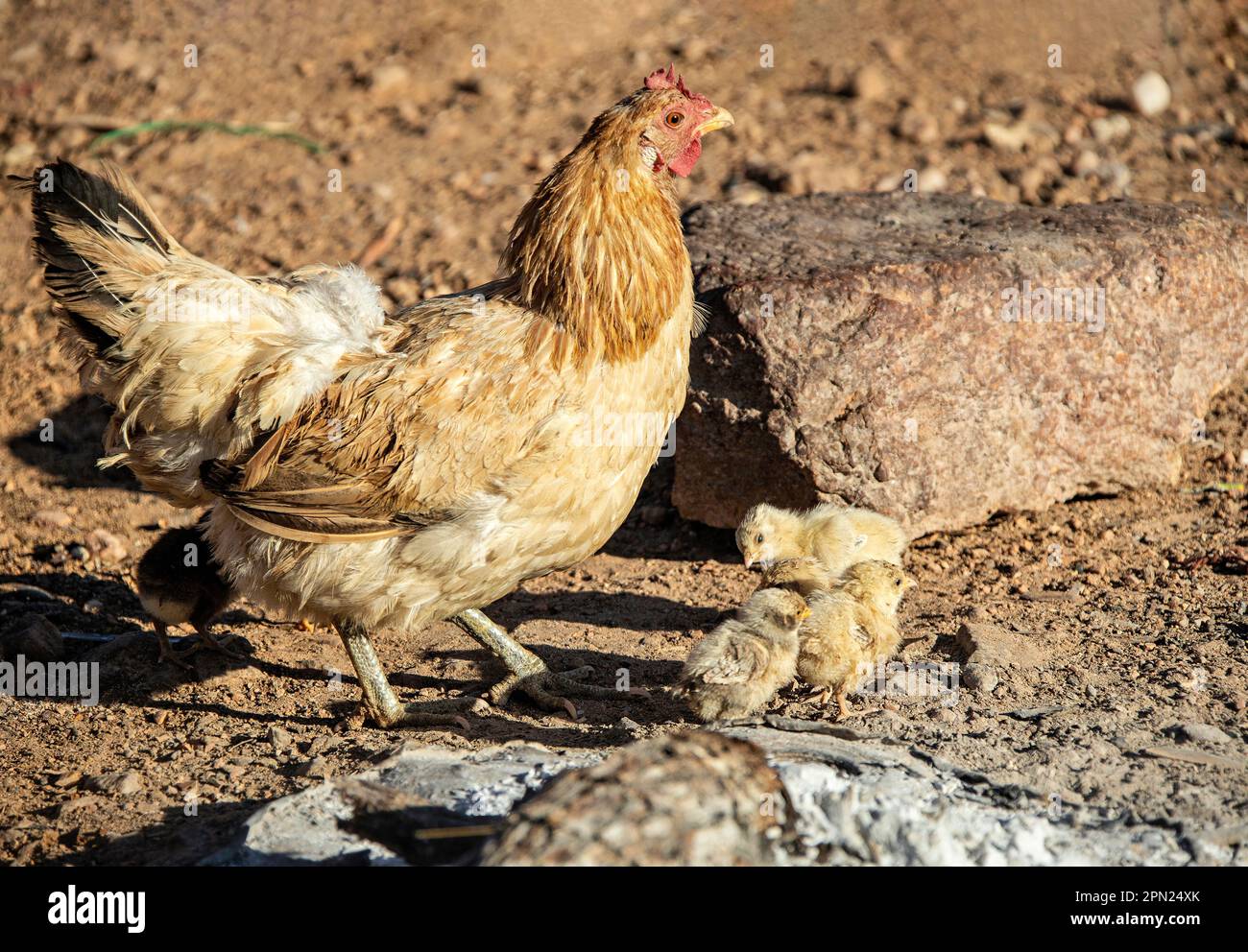 Hen and her three chicks amongst rocks and dirt Stock Photo - Alamy