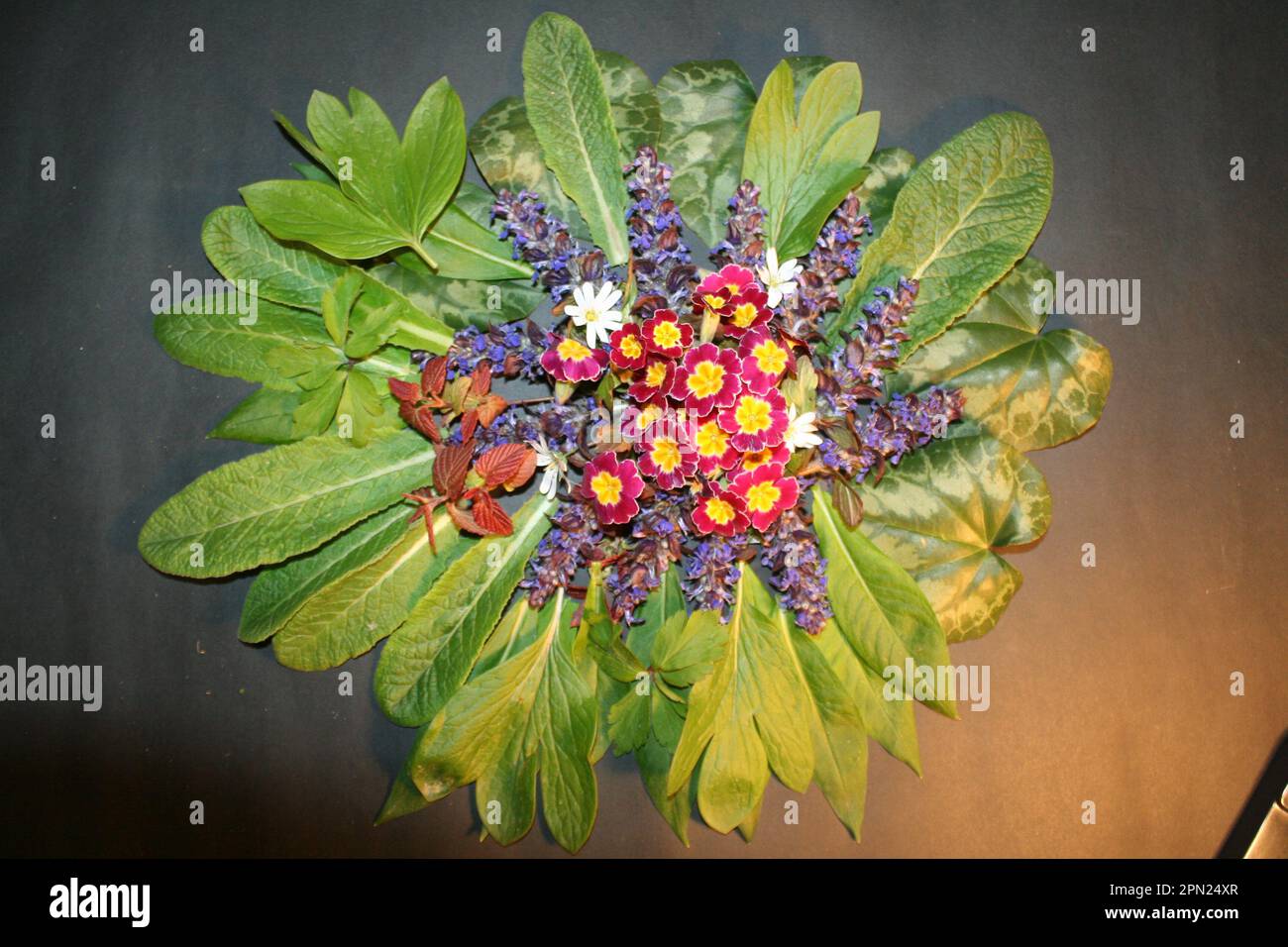 Miracle flower plant hi-res stock photography and images - Alamy