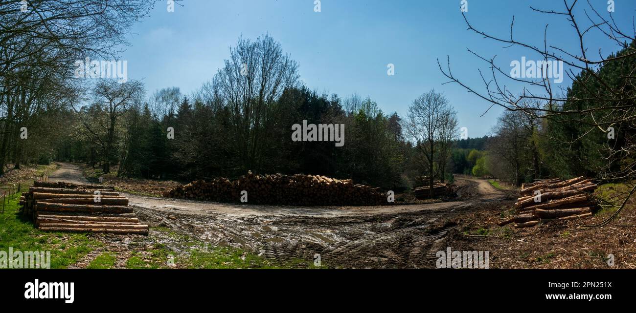 Log Piles, Weybourne woods Stock Photo - Alamy