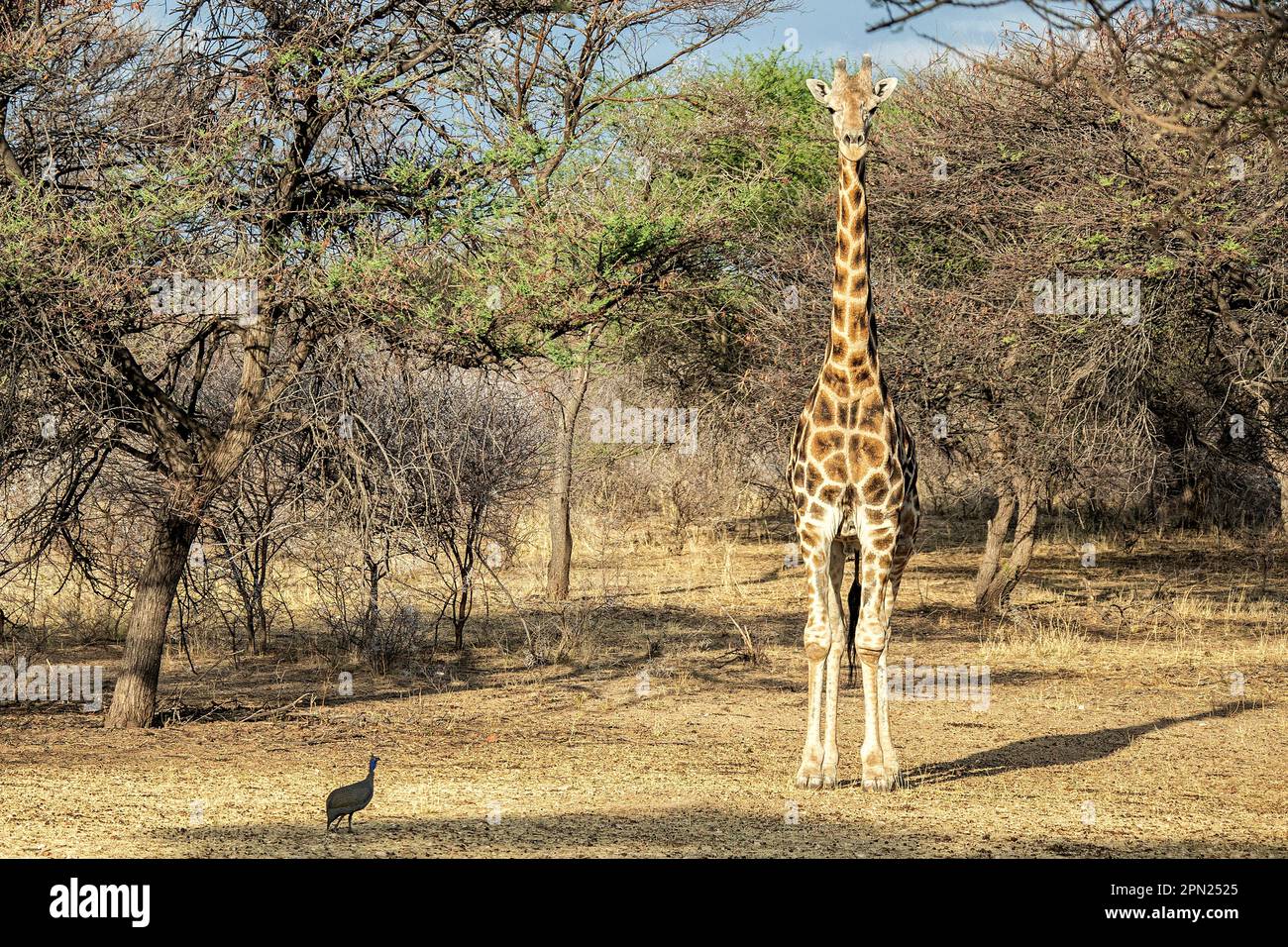 A tiny guinea fowl looking up at a very tall giraffe Stock Photo - Alamy