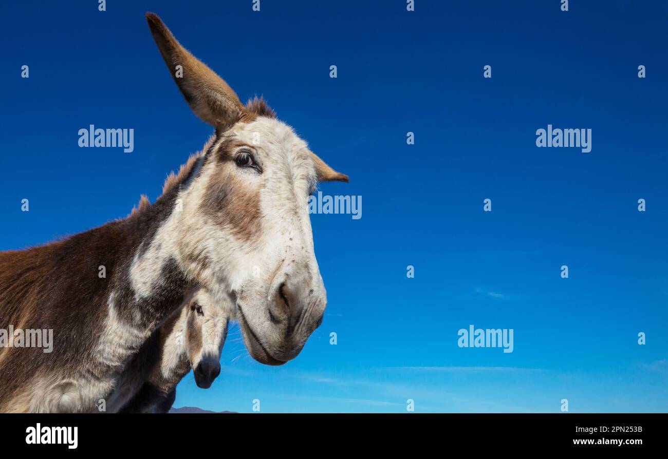 Pretty donkey close up in the Mexico Stock Photo - Alamy