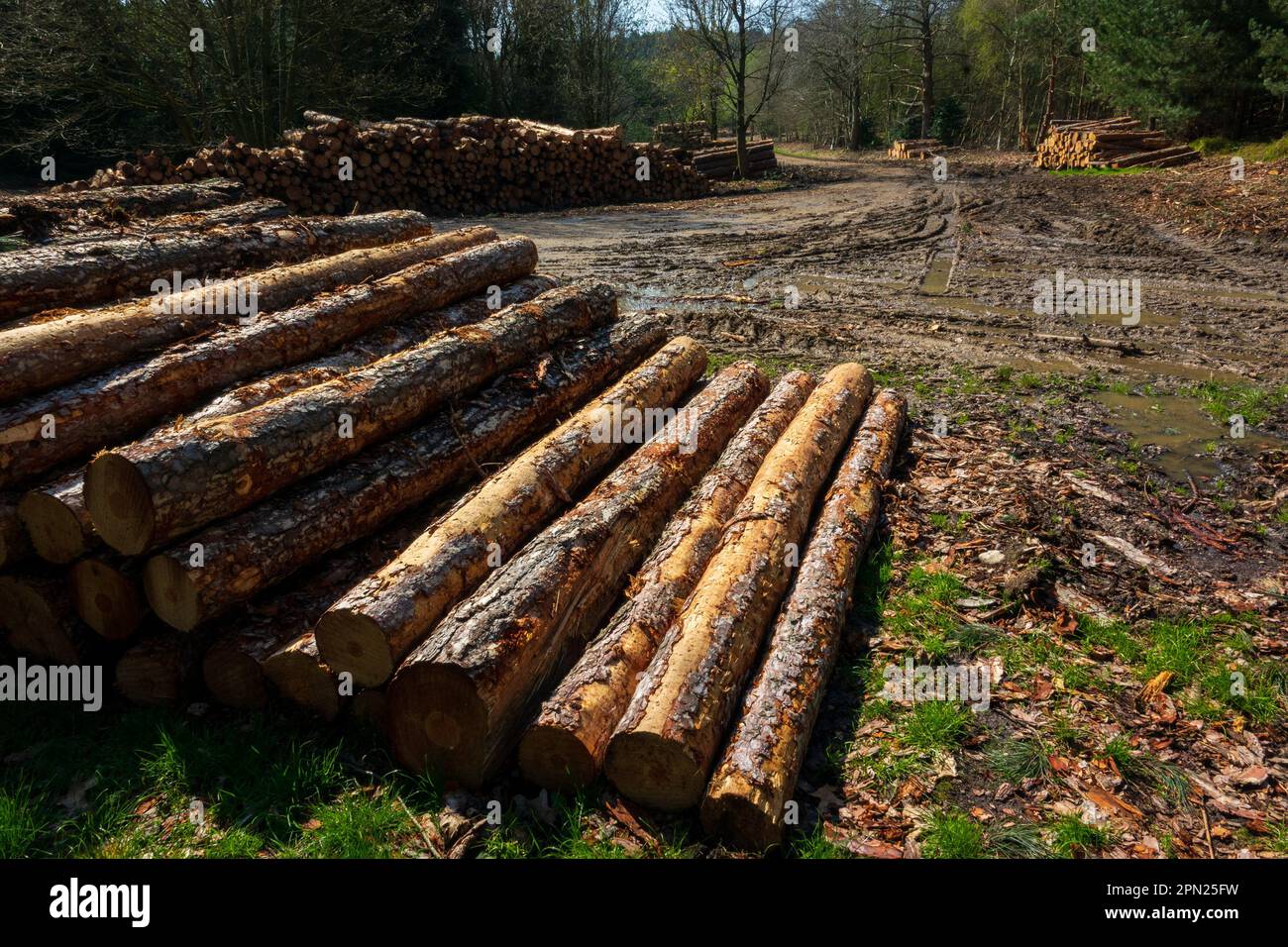 Log Piles, Weybourne woods Stock Photo - Alamy