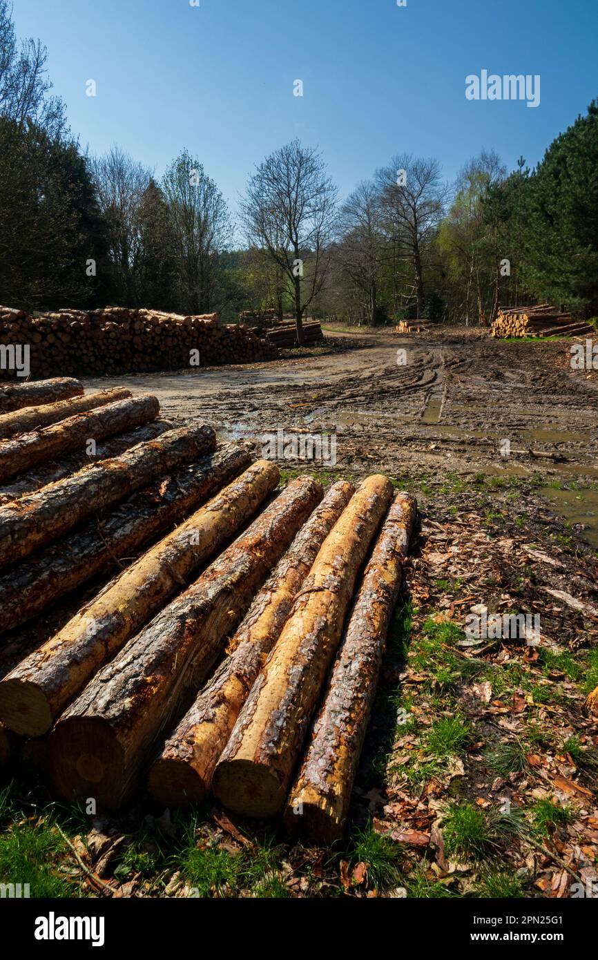 Log Piles, Weybourne woods Stock Photo - Alamy