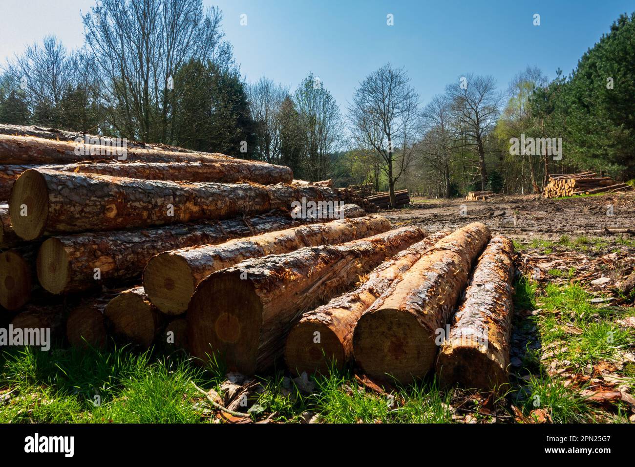 Log Piles, Weybourne woods Stock Photo - Alamy