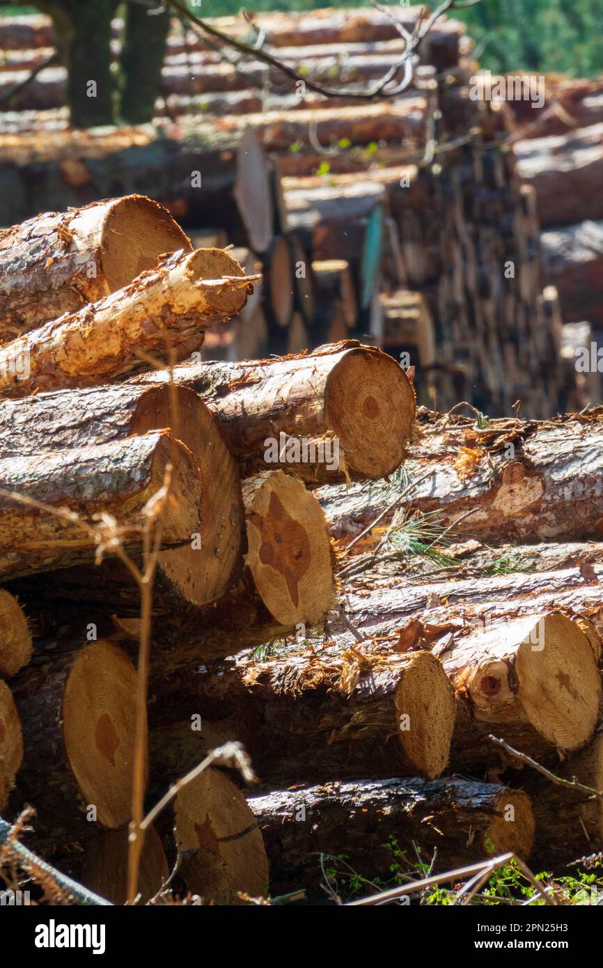 Log Piles, Weybourne woods Stock Photo - Alamy