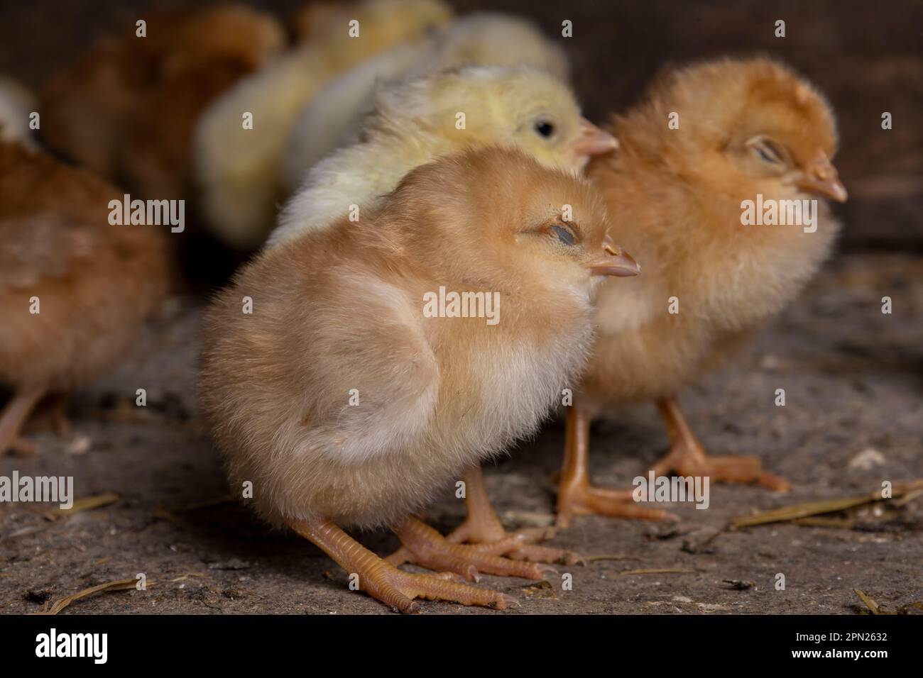 Little chickens at a poultry farm Stock Photo - Alamy