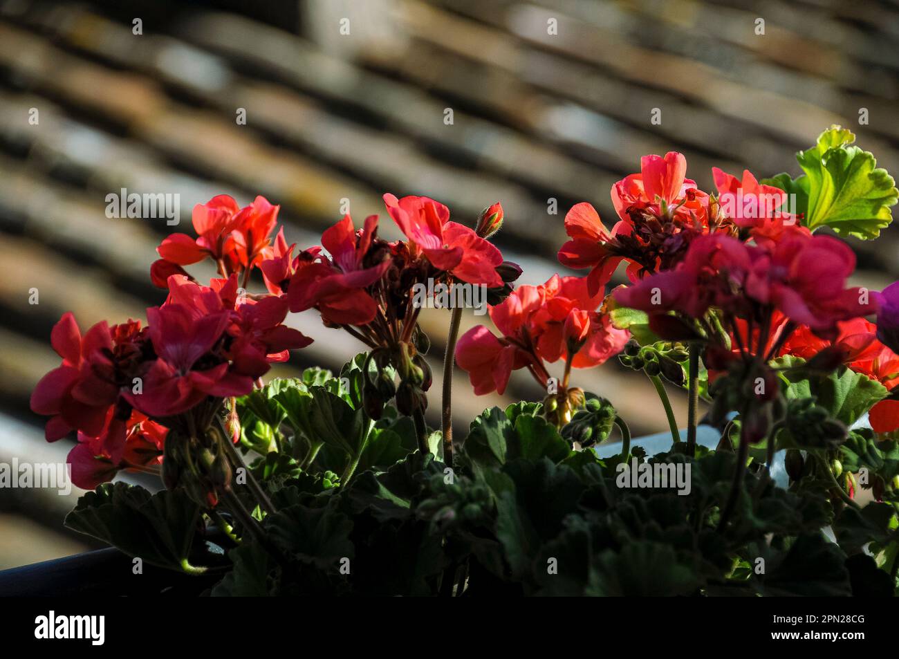 Orsini dynasty hi-res stock photography and images - Alamy