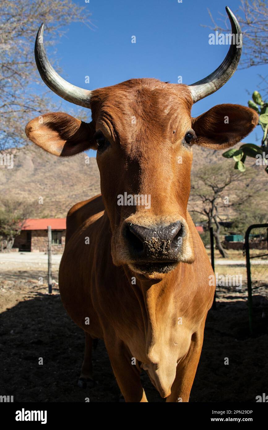 A Jersey/Boran cross cow with long horns facing the camera Stock Photo ...
