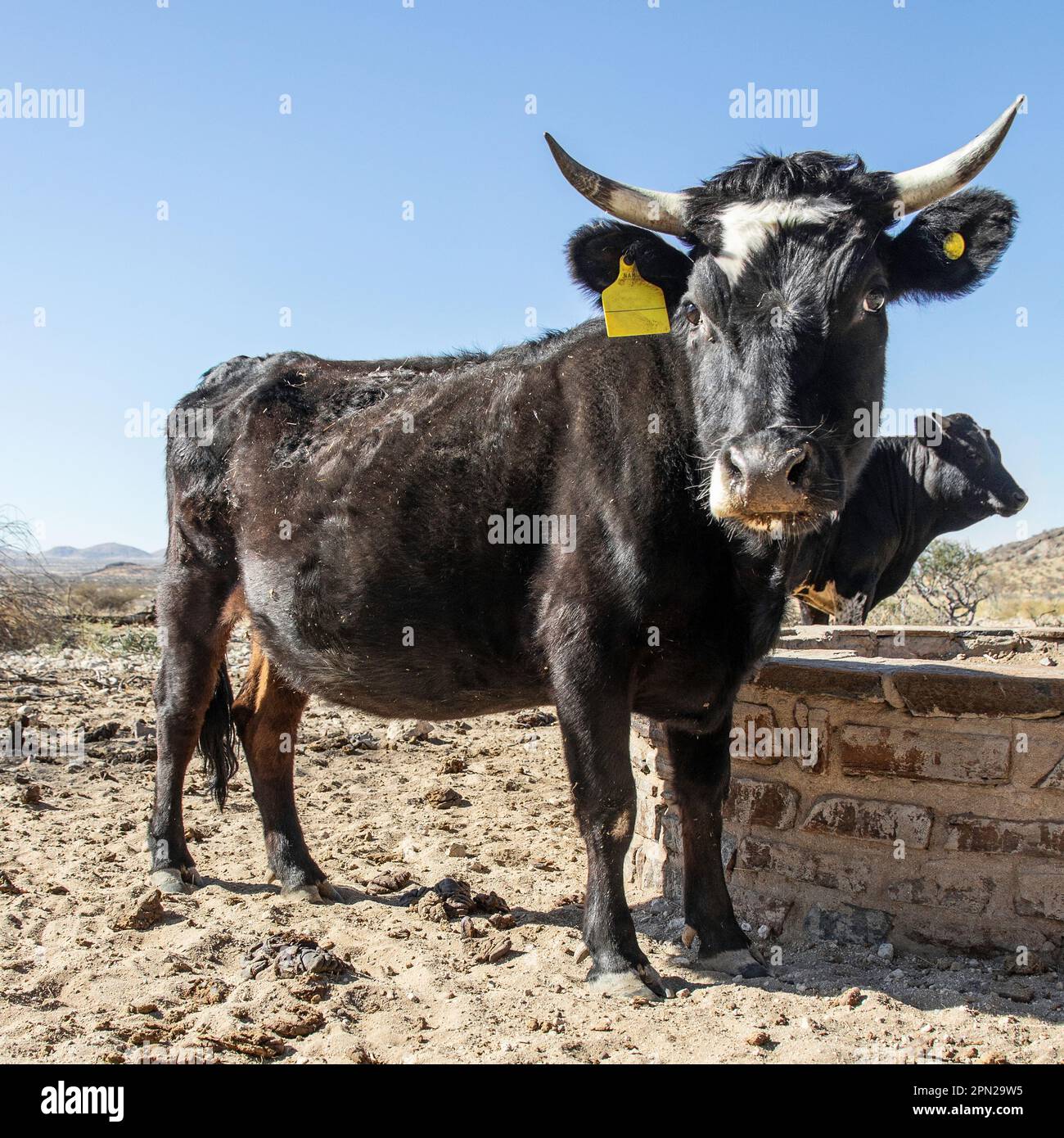 Bull with yellow horns hi-res stock photography and images - Alamy