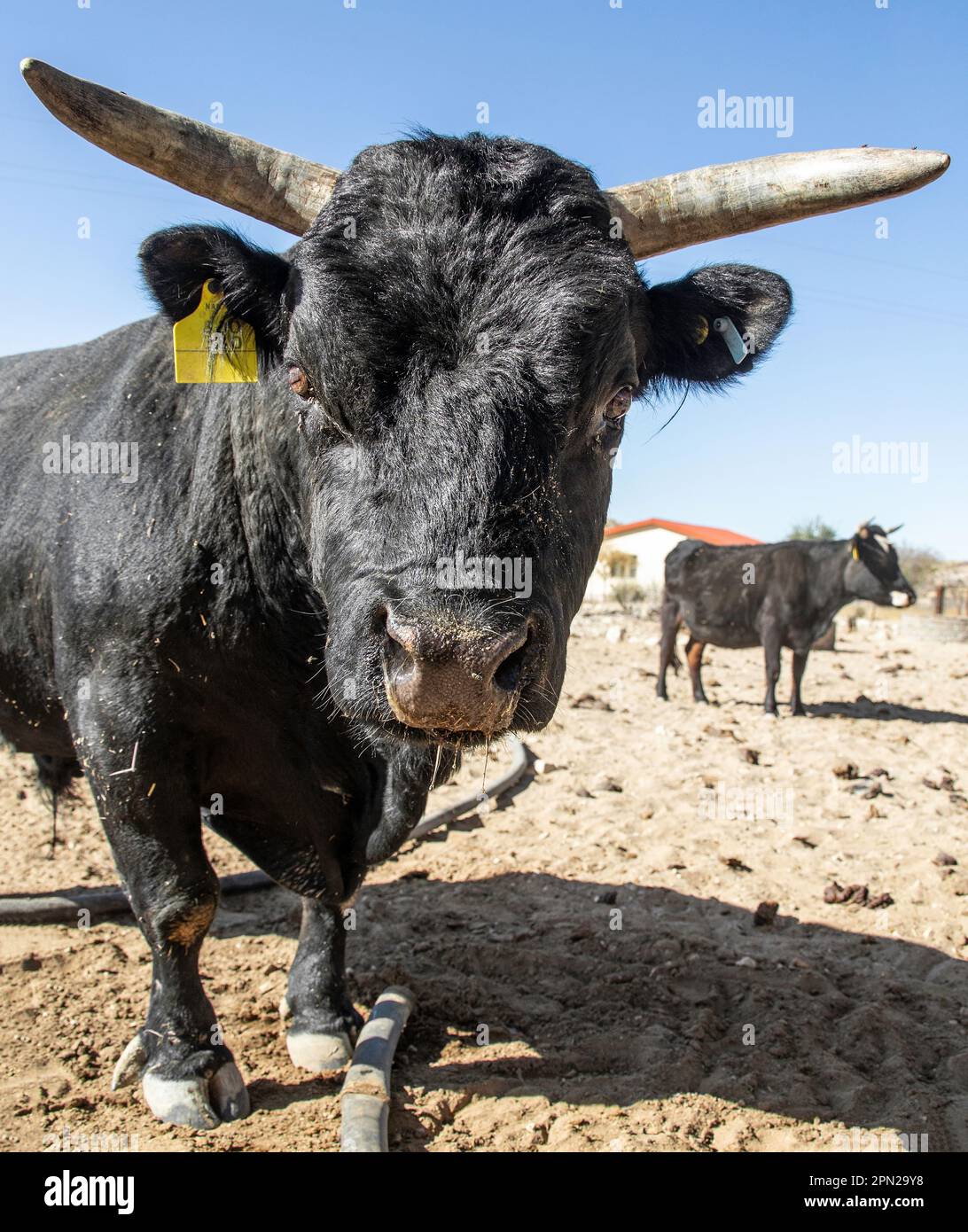 A black Dexter bull Stock Photo - Alamy