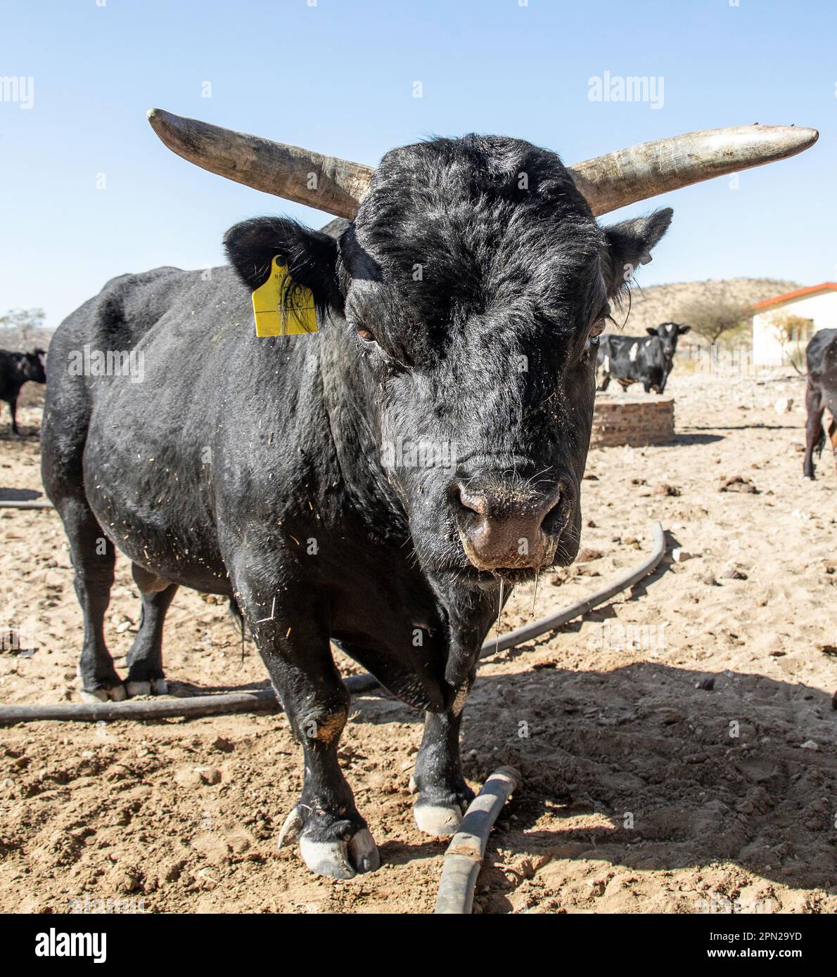 A black Dexter bull Stock Photo - Alamy