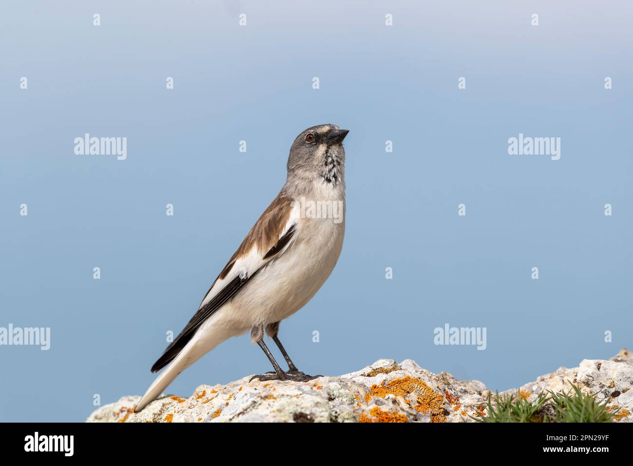 The white-winged snowfinch (Montifringilla nivalis), or snowfinch, is a ...
