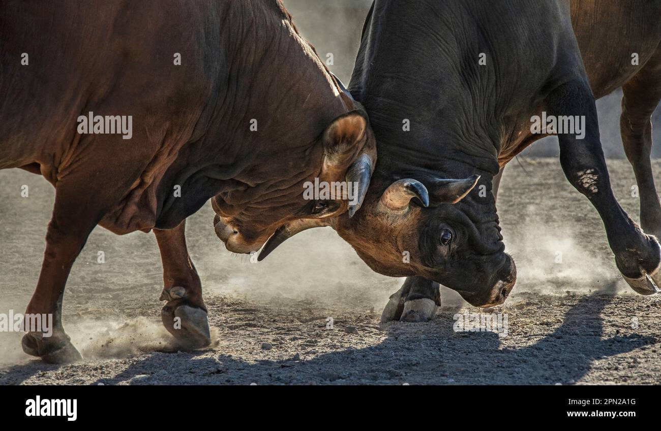 Jersey bull hi-res stock photography and images - Alamy
