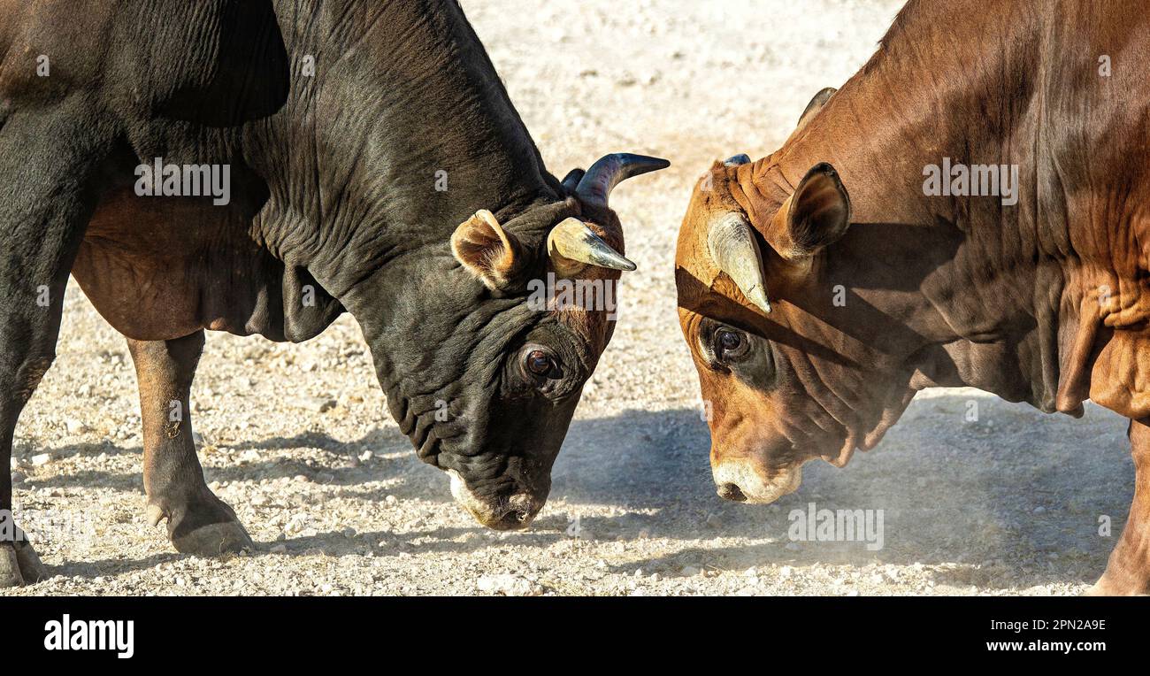Boran bull hi-res stock photography and images - Alamy