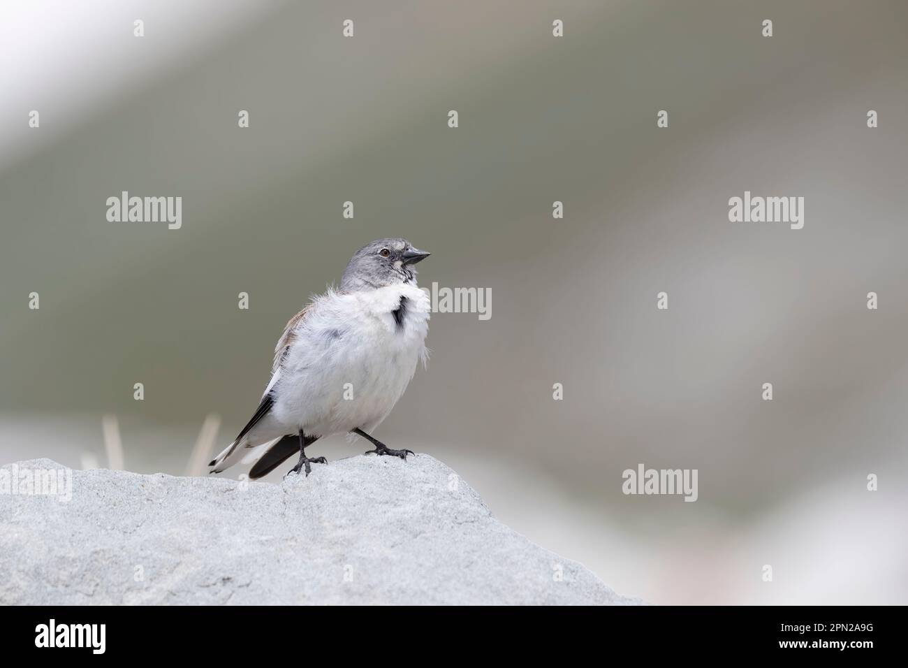 Passerine passeriformes nobody hi-res stock photography and images - Alamy