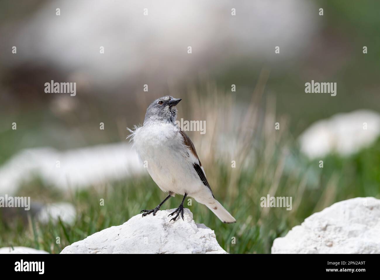 The white-winged snowfinch (Montifringilla nivalis), or snowfinch, is a ...