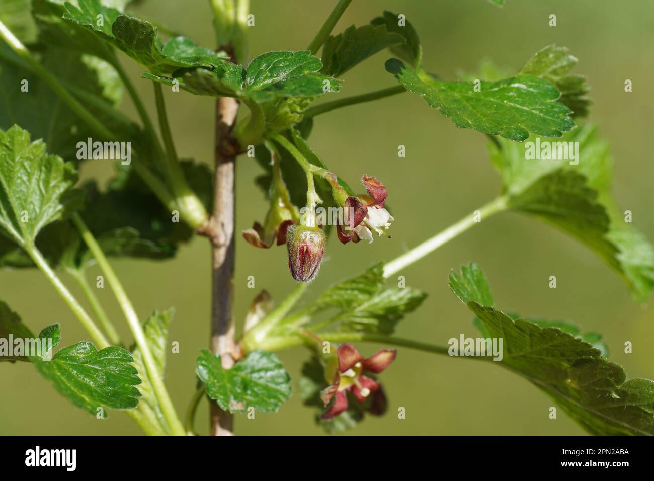 Family grossulariaceae hi-res stock photography and images - Alamy