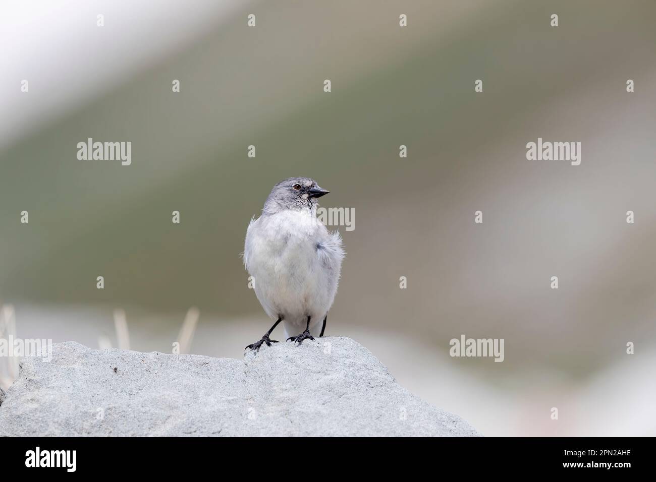 The white-winged snowfinch (Montifringilla nivalis), or snowfinch, is a ...