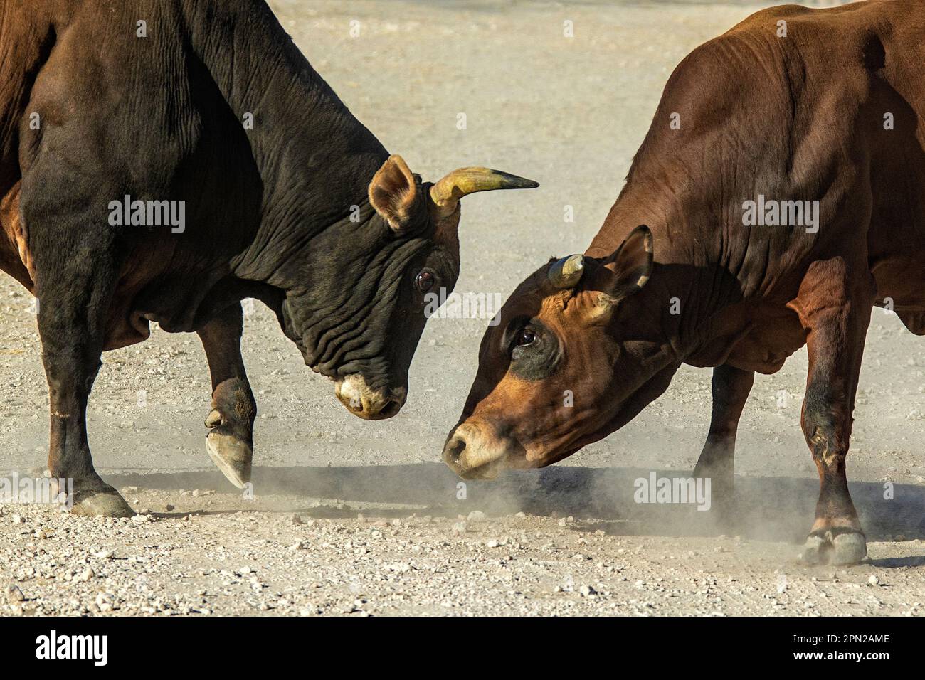 Fight head hi-res stock photography and images - Alamy