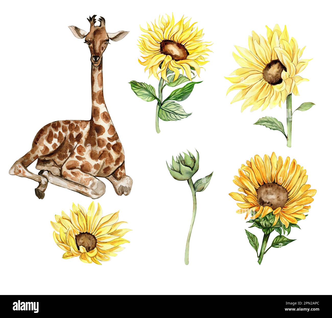 Watercolor giraffe and sunflowers illustration set. Cartoon tropical ...