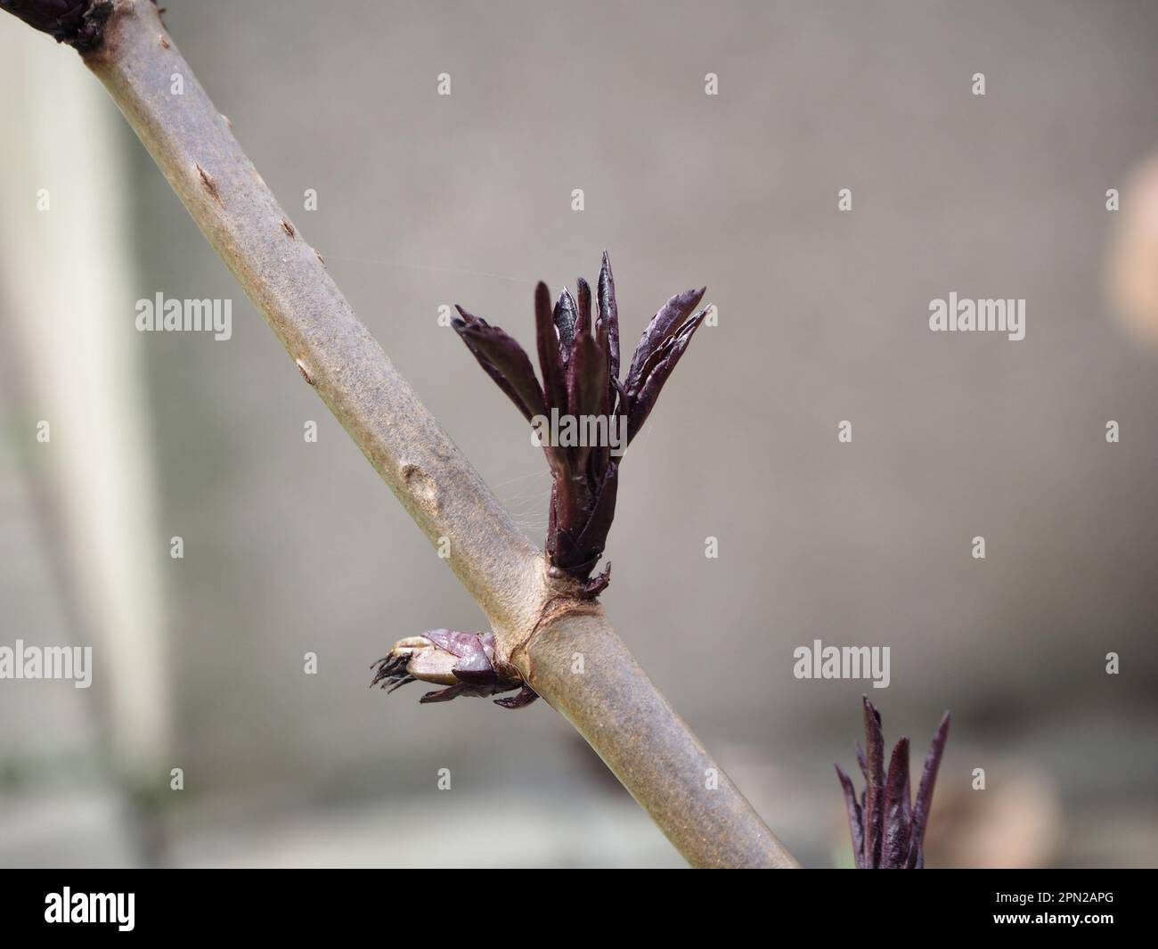 Red tree bud Stock Photo - Alamy