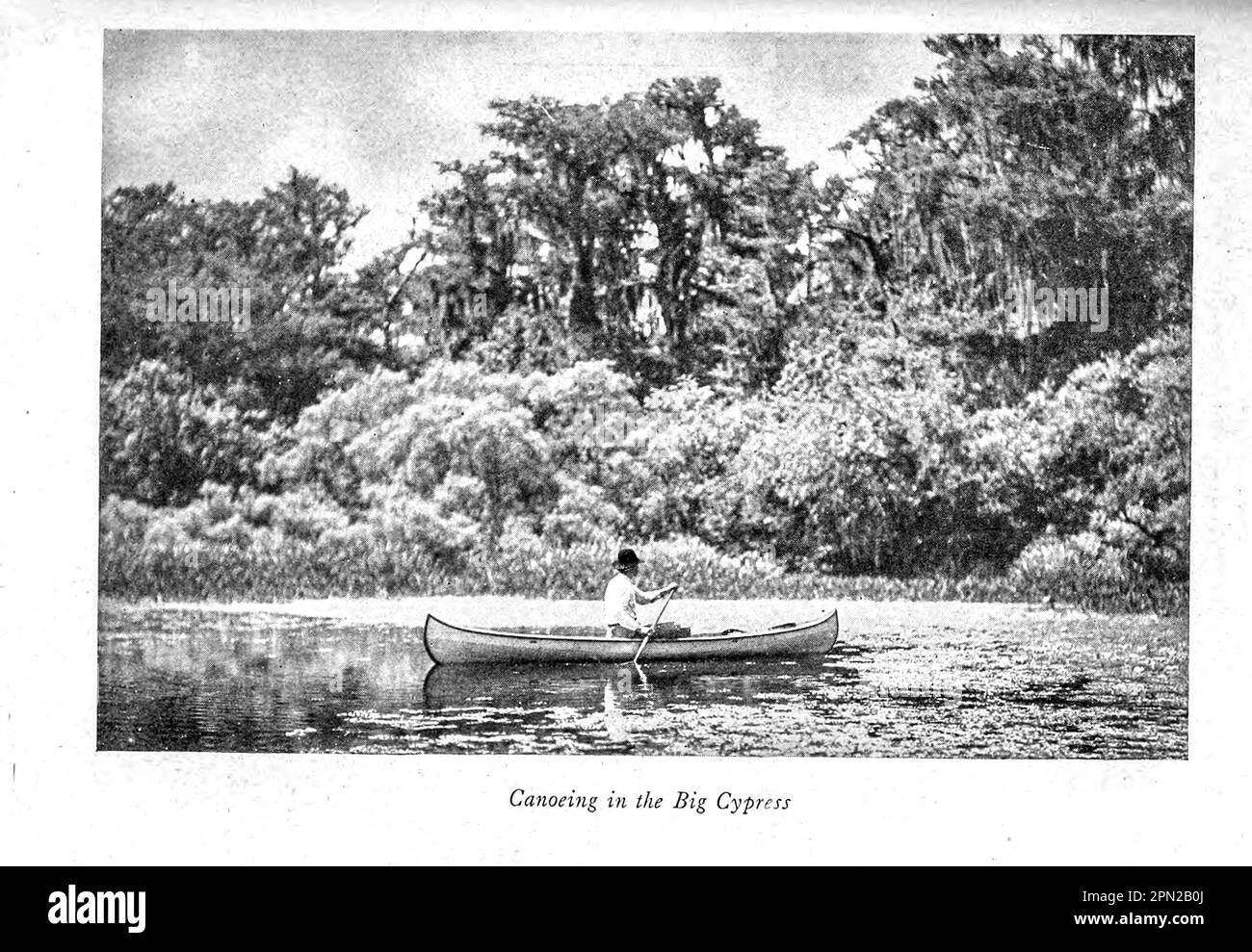 Canoeing in the Big Cypress from the book ' Highways and byways of ...