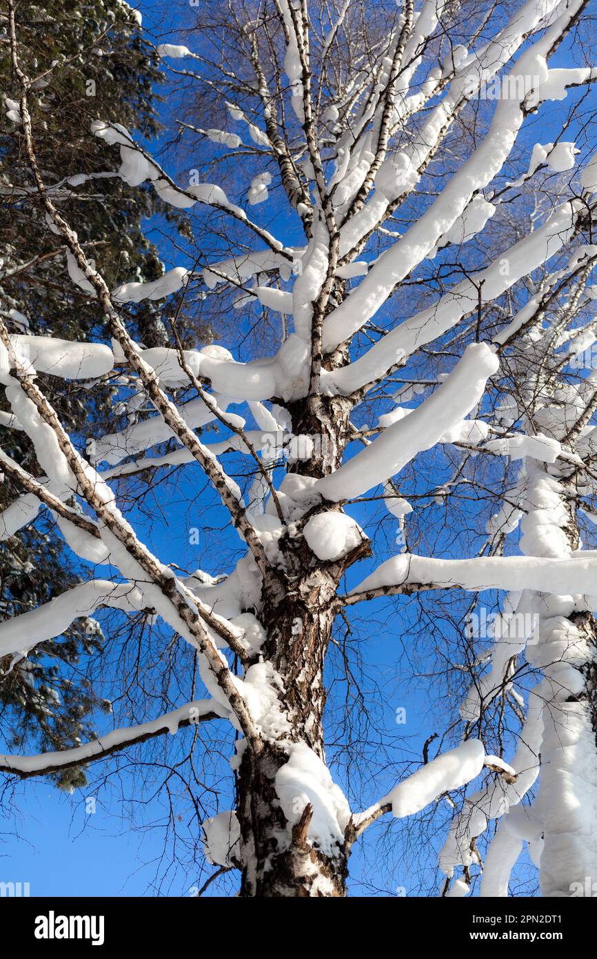 Winter road in a snowy forest, tall trees along the road Stock Photo ...