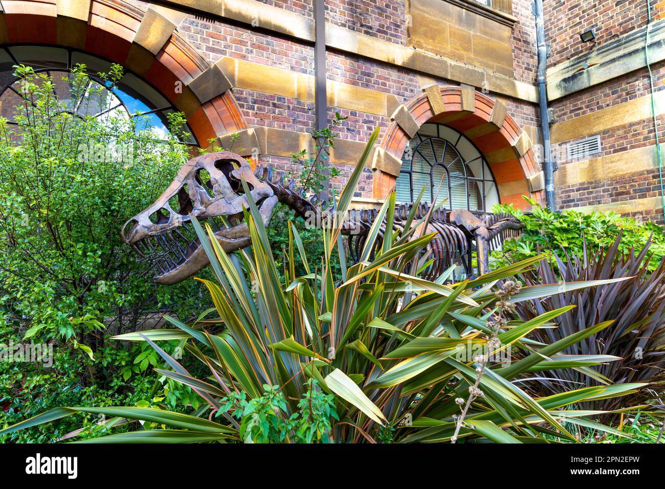 Sculpture of a T-rex 'Clare' by Ian Curran outside The Sedgwick Museum ...