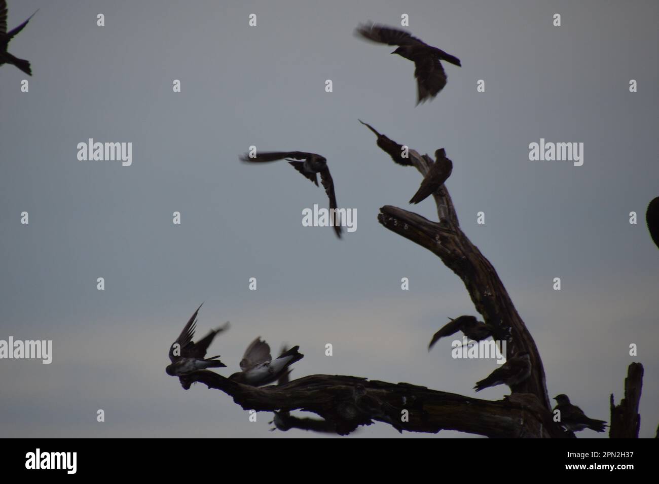 Birds fly amazon rainforest hi-res stock photography and images - Alamy