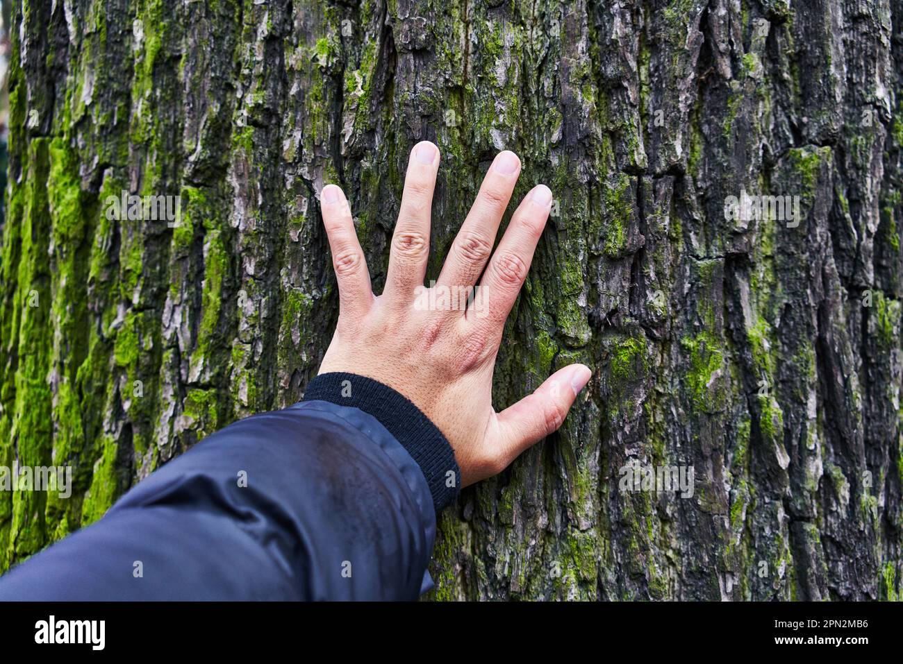 Hand of man touching tree at park Stock Photo - Alamy